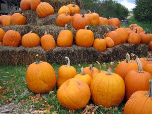 Top 6 Fall Activities on Long Island